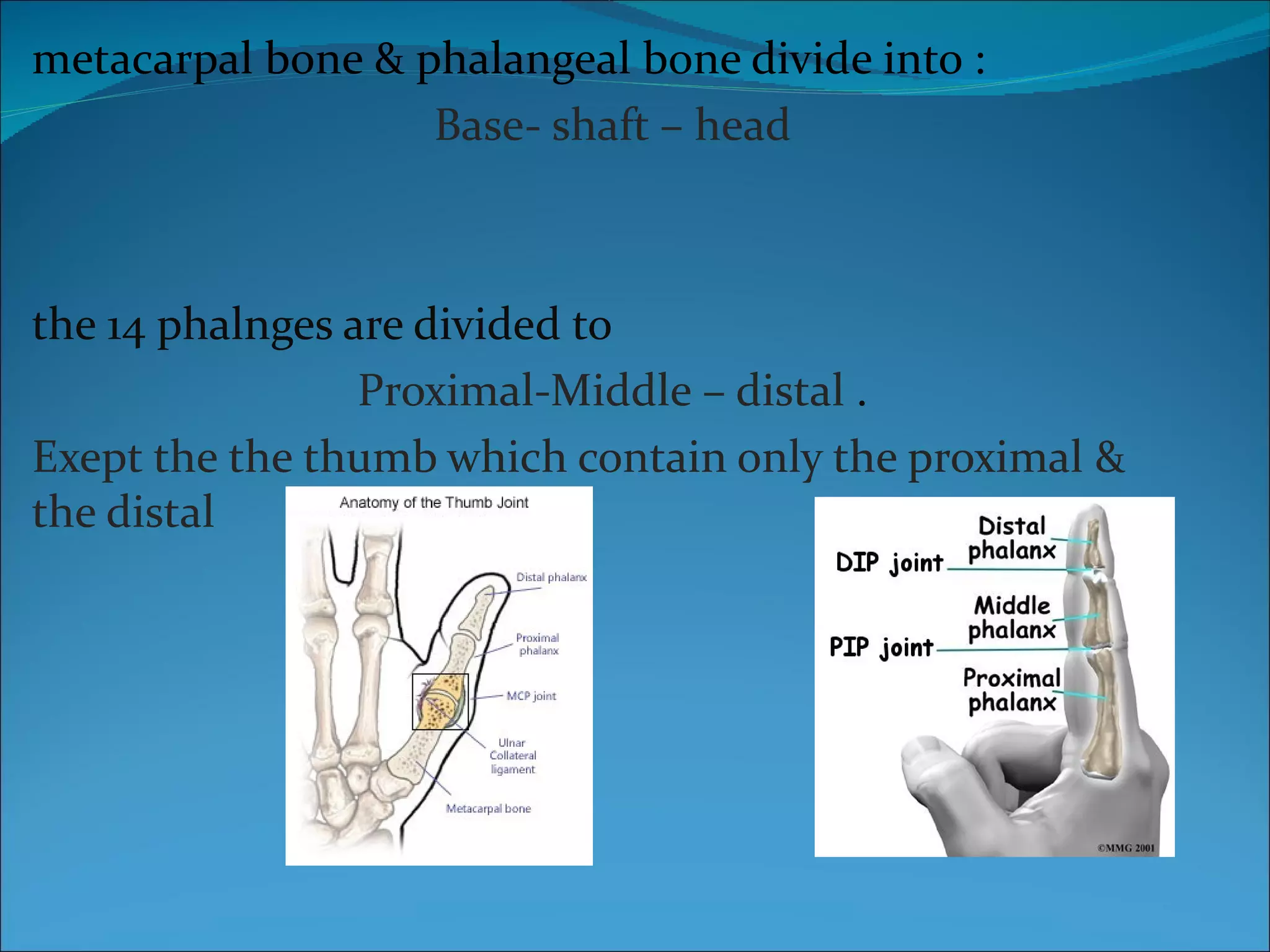 The Hand Anatomy Part 1 | PPT