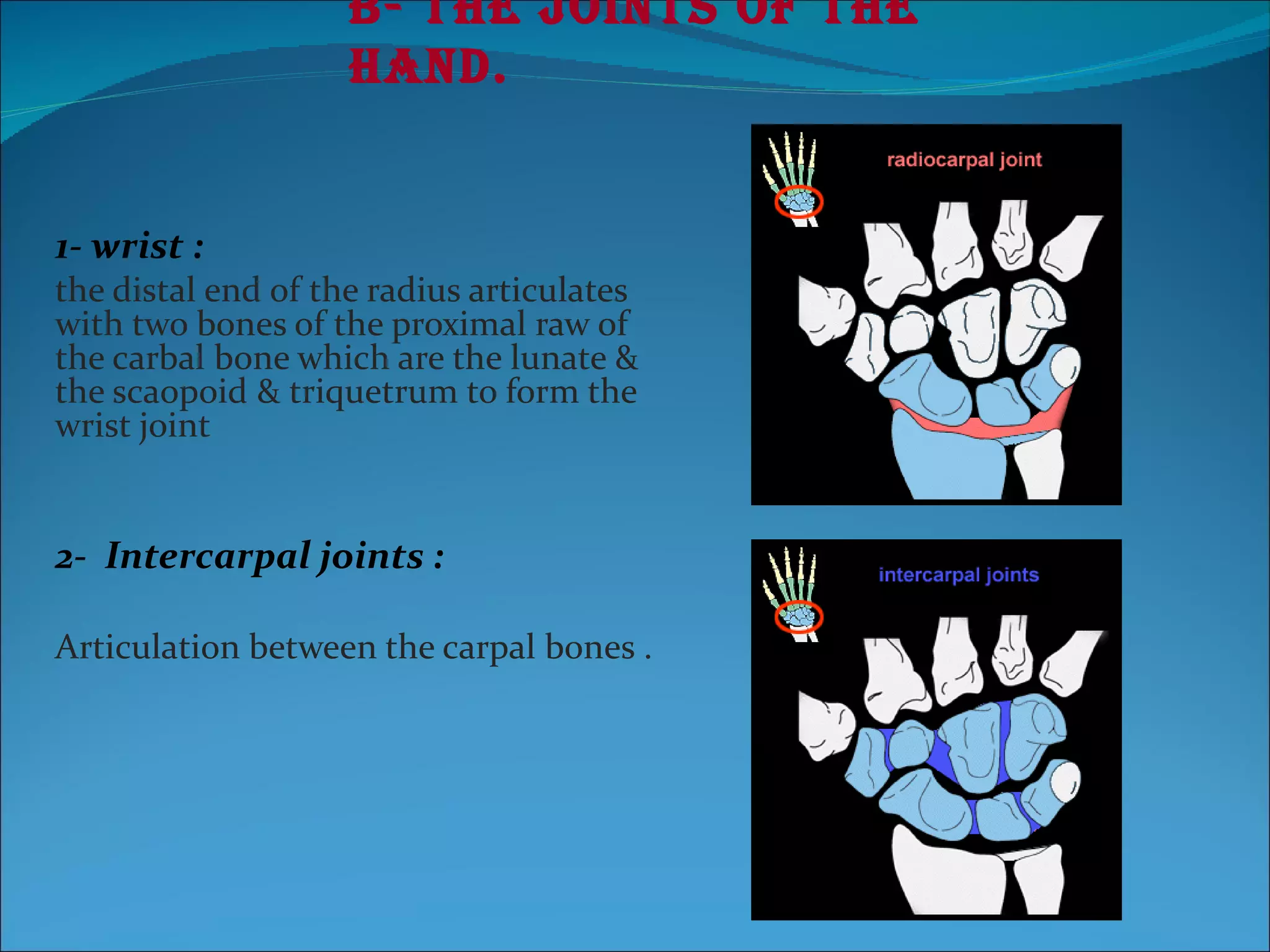 The Hand Anatomy Part 1 | PPT