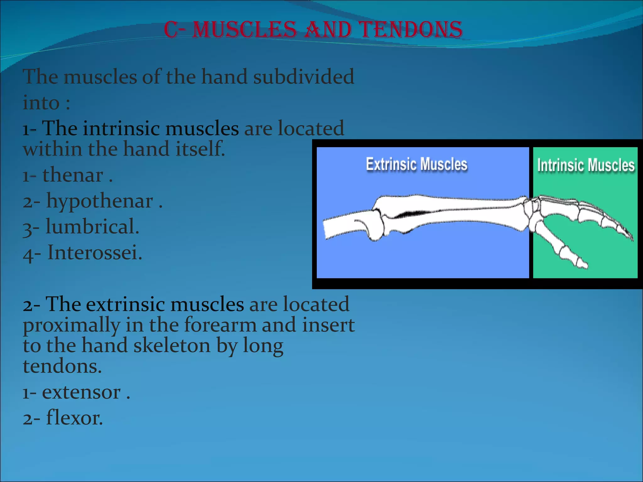 The Hand Anatomy Part 1 | PPT