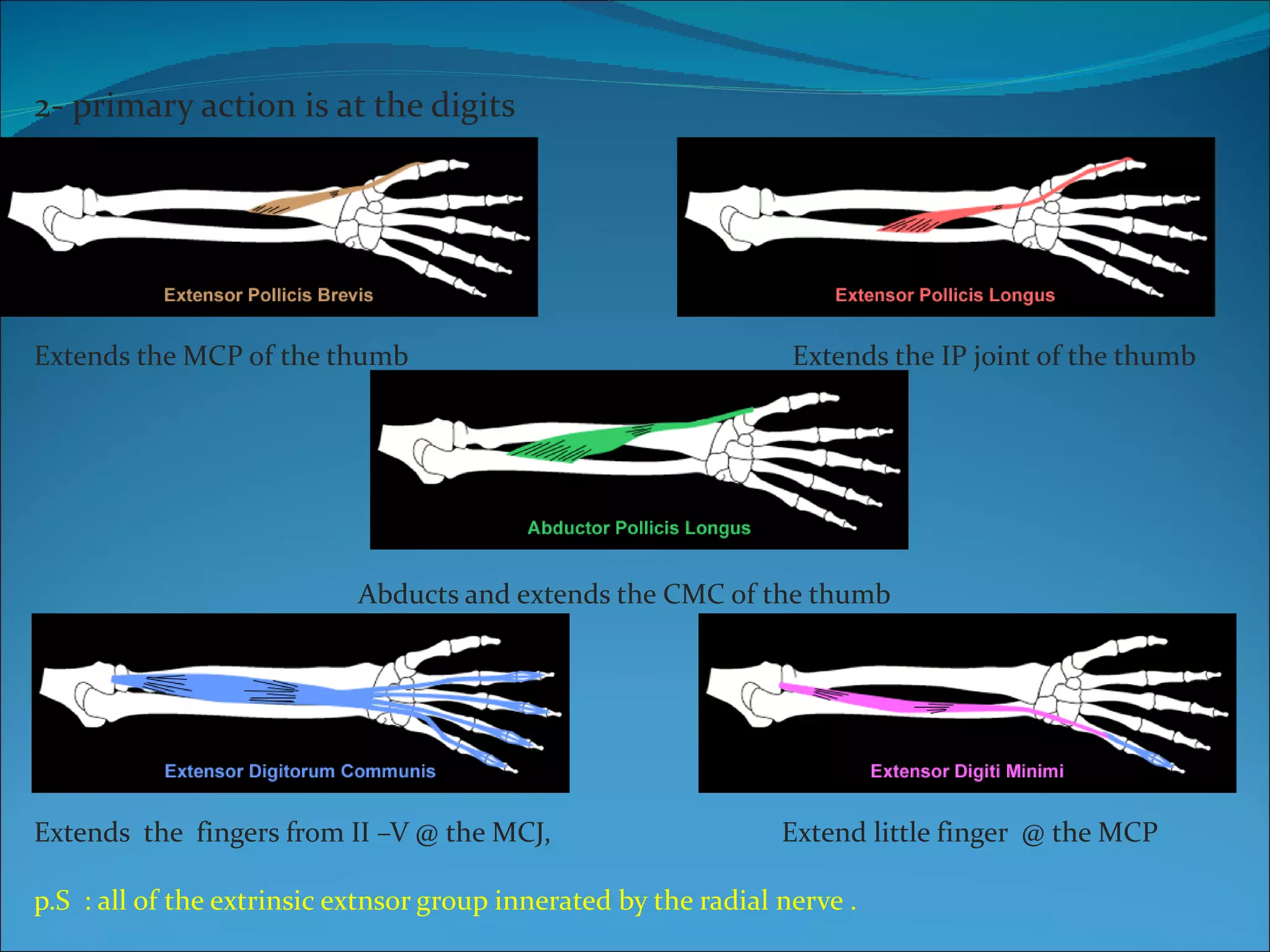 The Hand Anatomy Part 1 | PPT