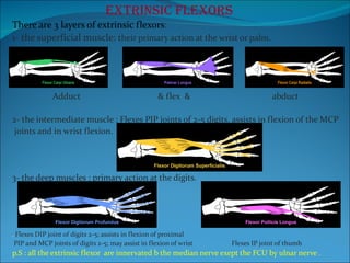 The Hand Anatomy Part 1 | PPT