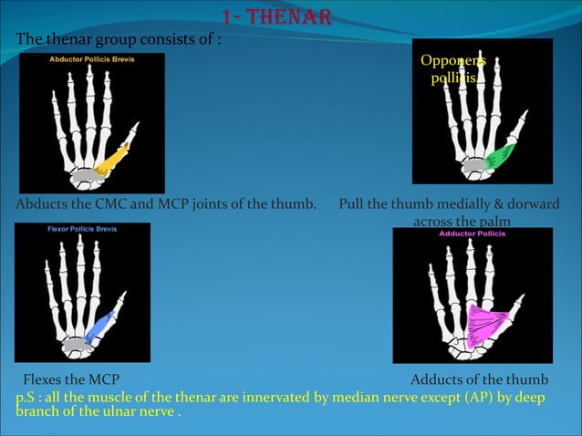 The Hand Anatomy Part 1 | PPT