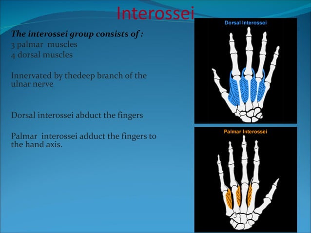 The Hand Anatomy Part 1 | PPT