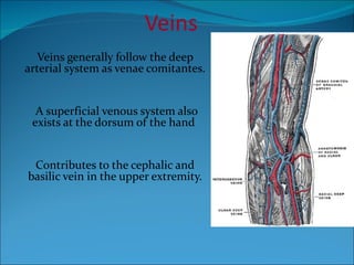 The Hand Anatomy Part 1 | PPT