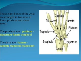 The Hand Anatomy Part 1 | PPT