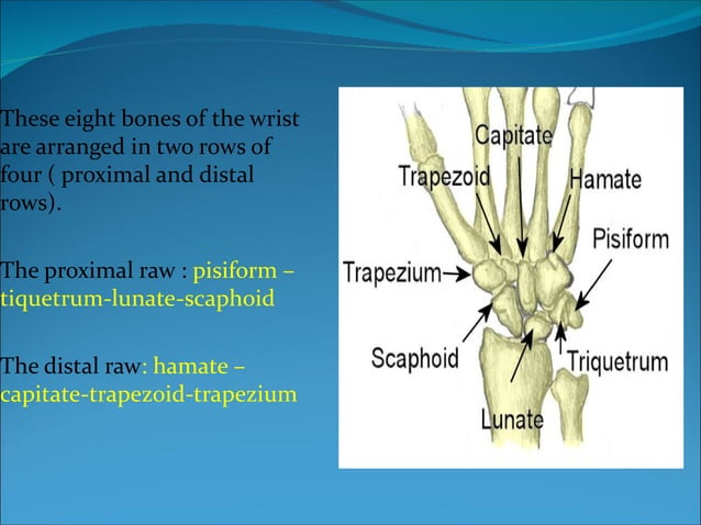 The Hand Anatomy Part 1 | PPT