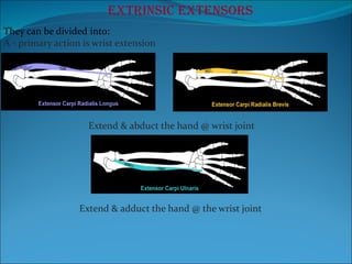 The Hand Anatomy Part 1 | PPT