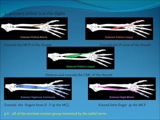 The Hand Anatomy Part 1 | PPT