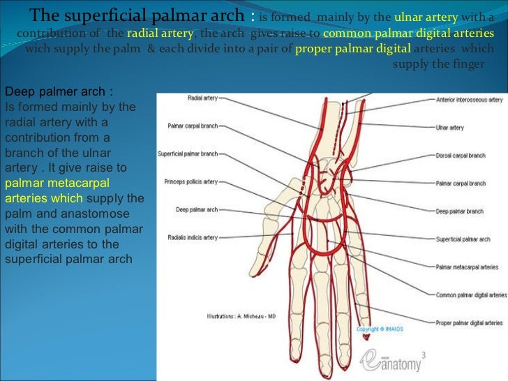 The Hand Anatomy Part 1