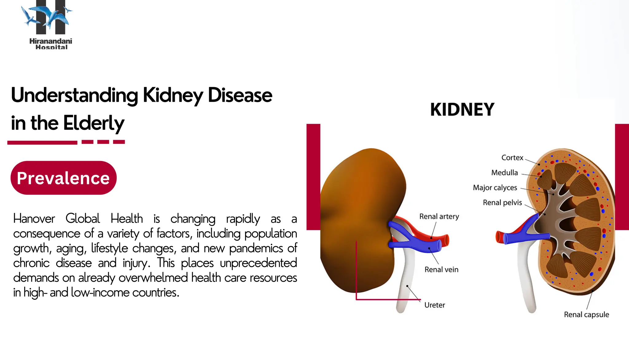 Kidney Disease In Elderly People | PDF