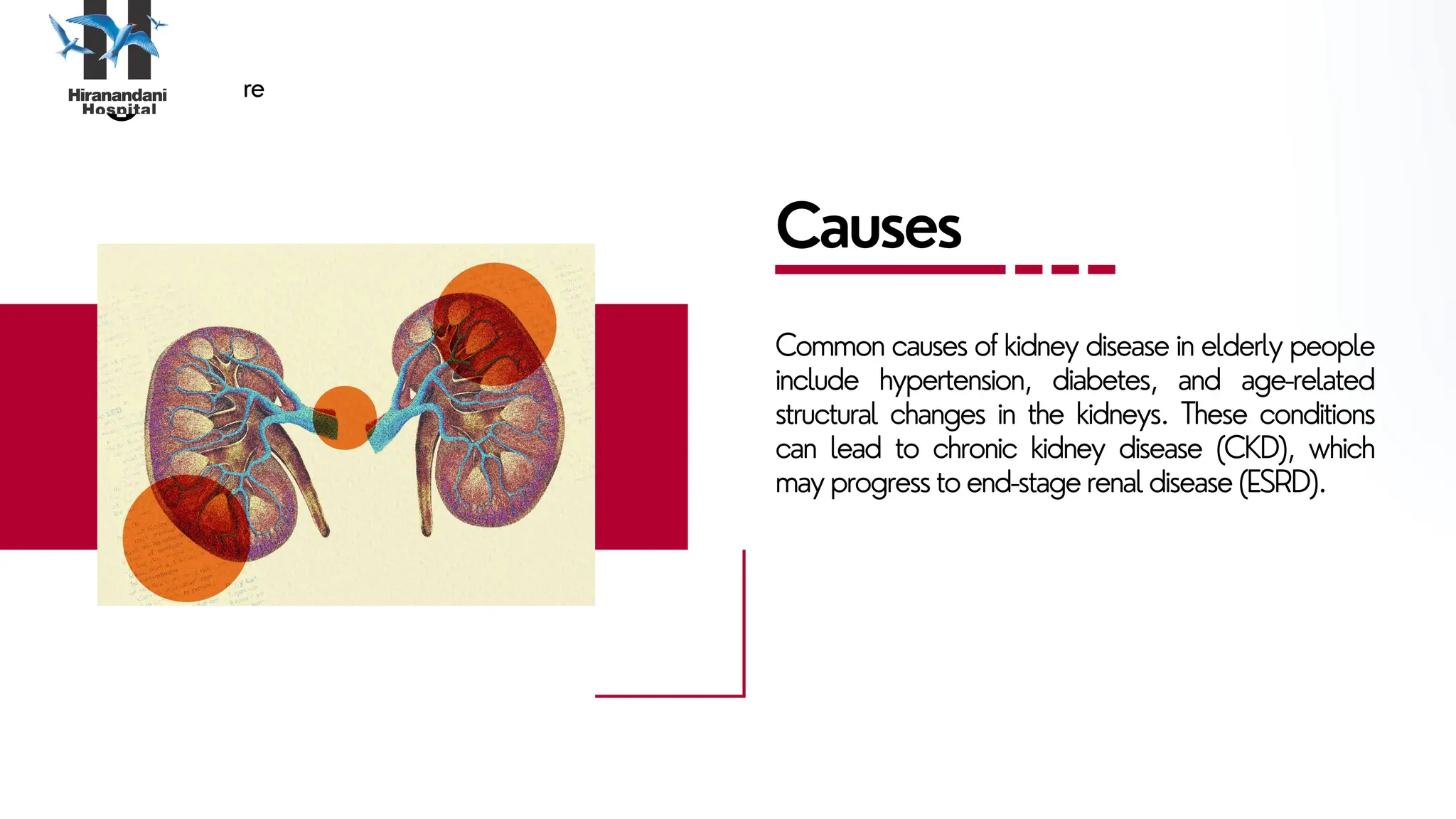 Kidney Disease In Elderly People | PDF