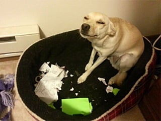 The Harvest Birds - Lesson 8 | PPT