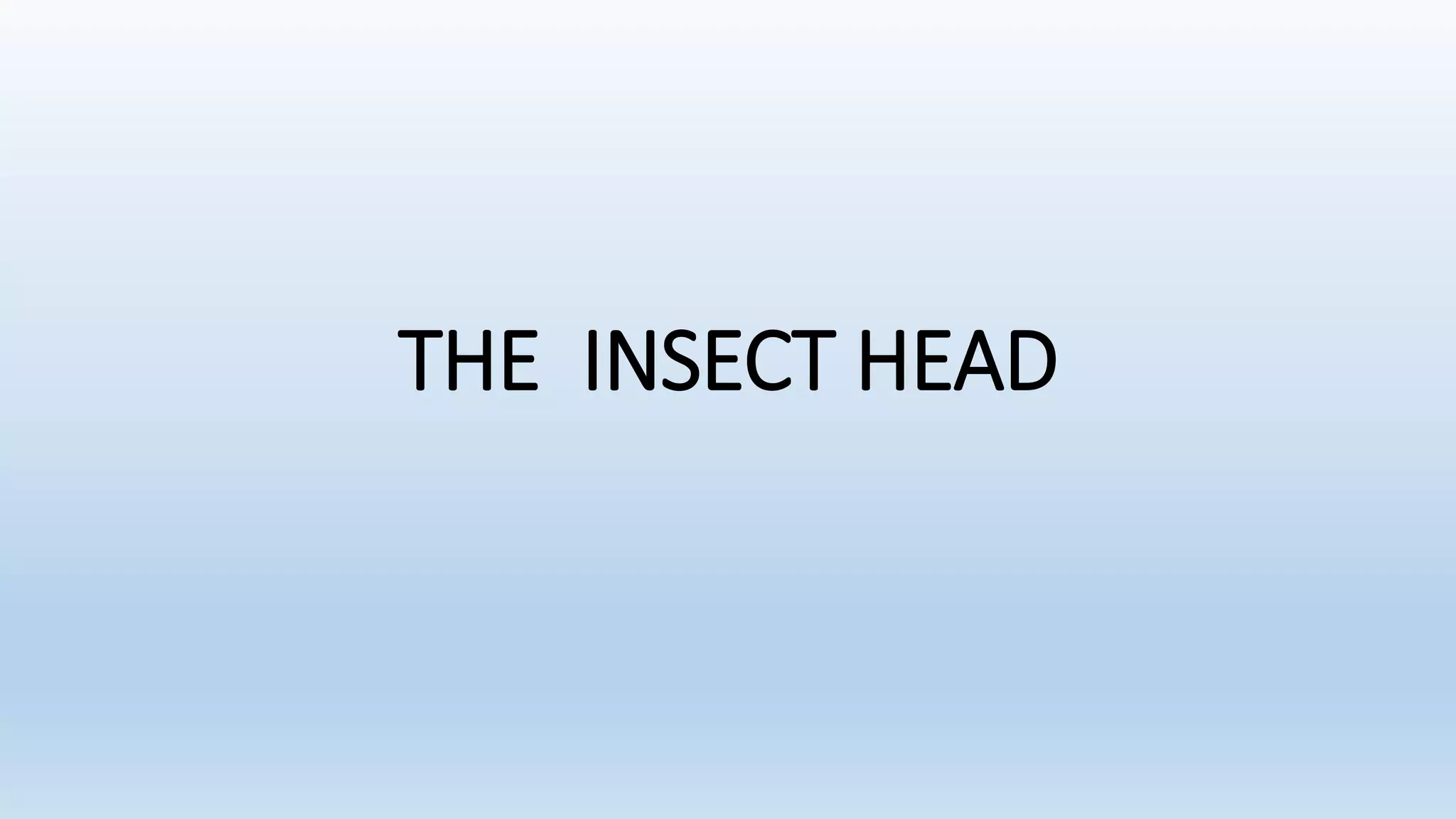 The Insect Head | PPTX
