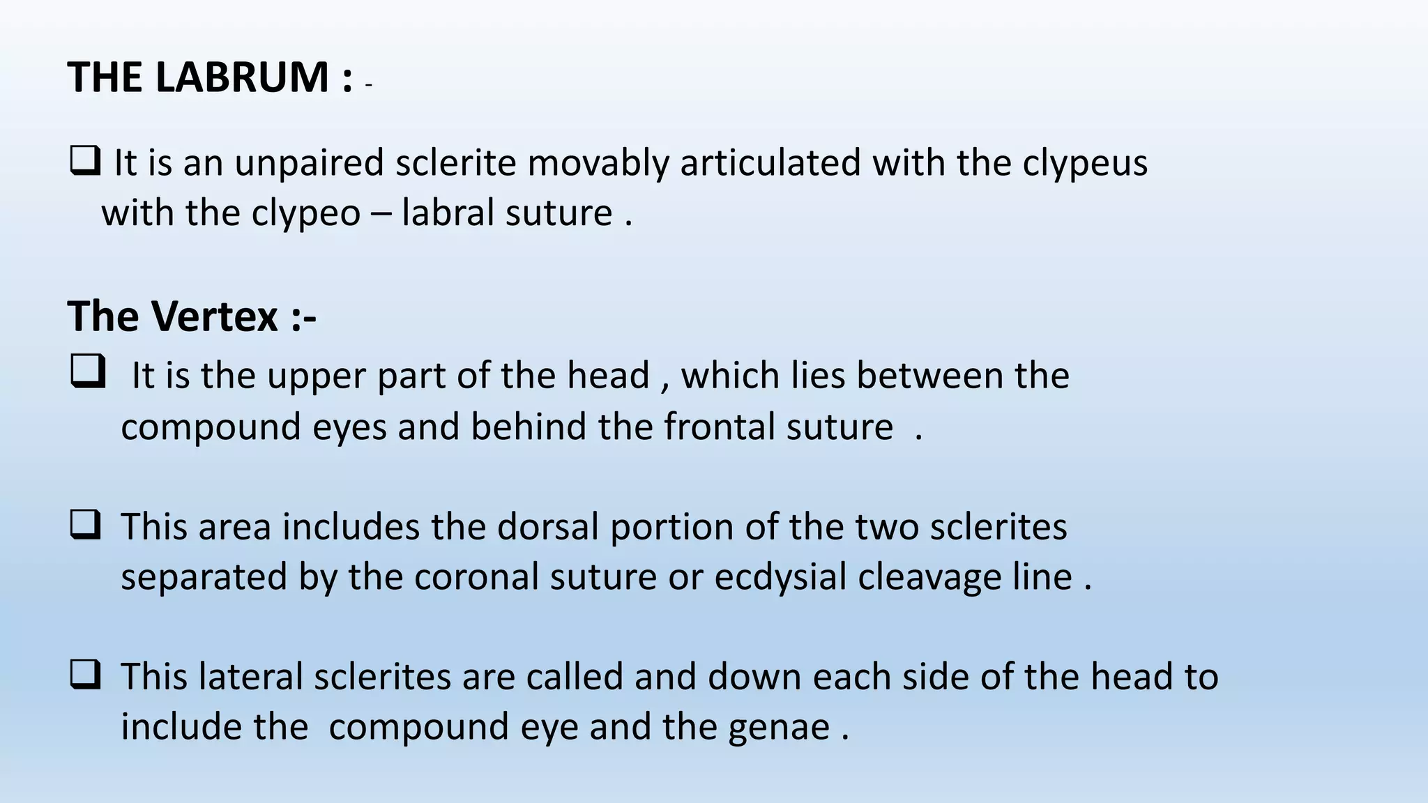 The Insect Head | PPTX