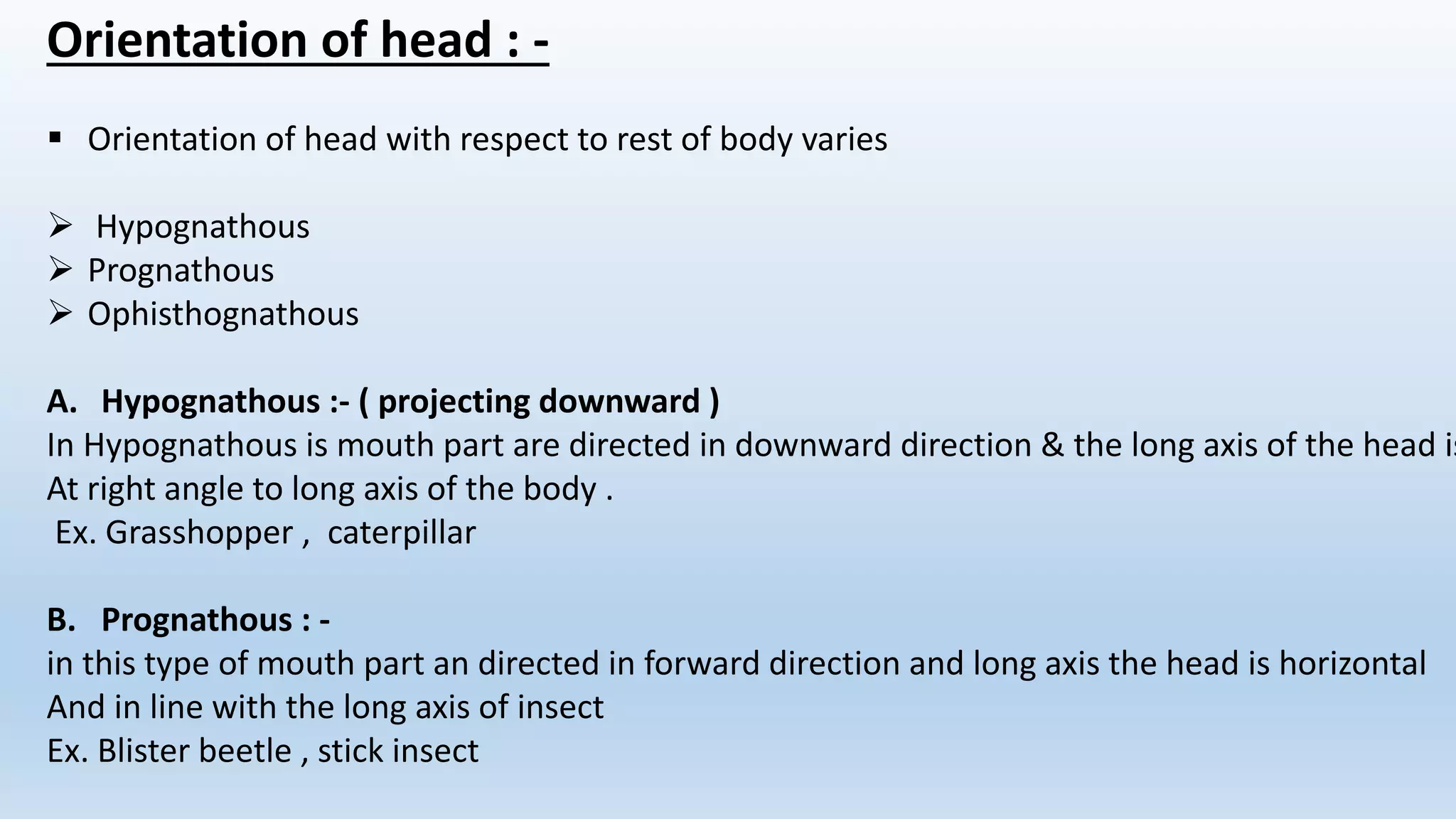 The Insect Head | PPTX