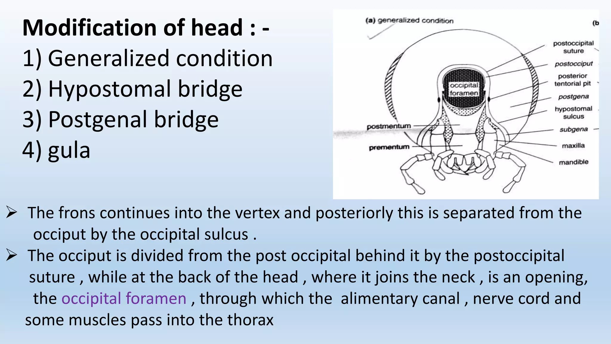 The Insect Head | PPTX