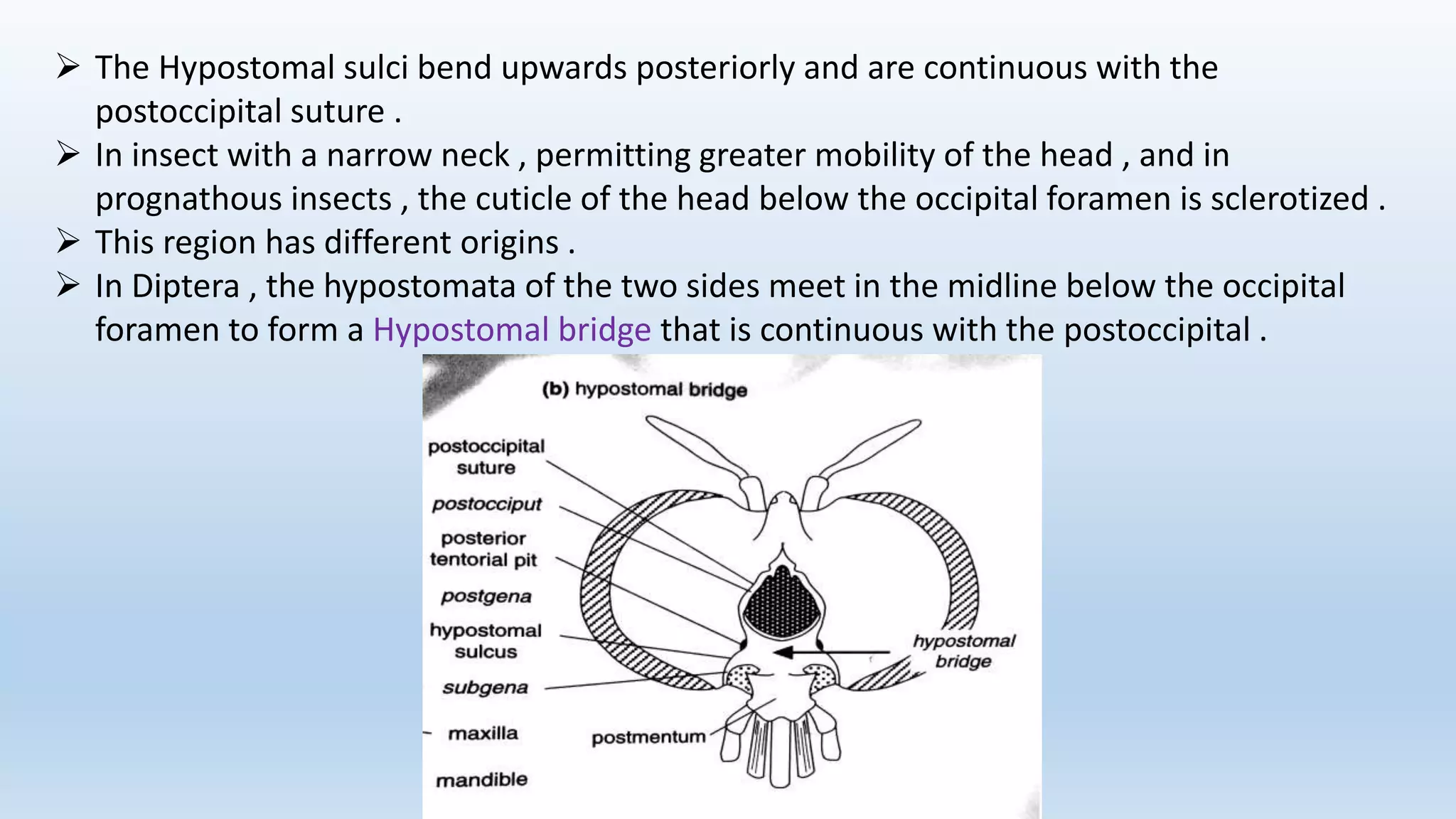 The Insect Head | PPTX