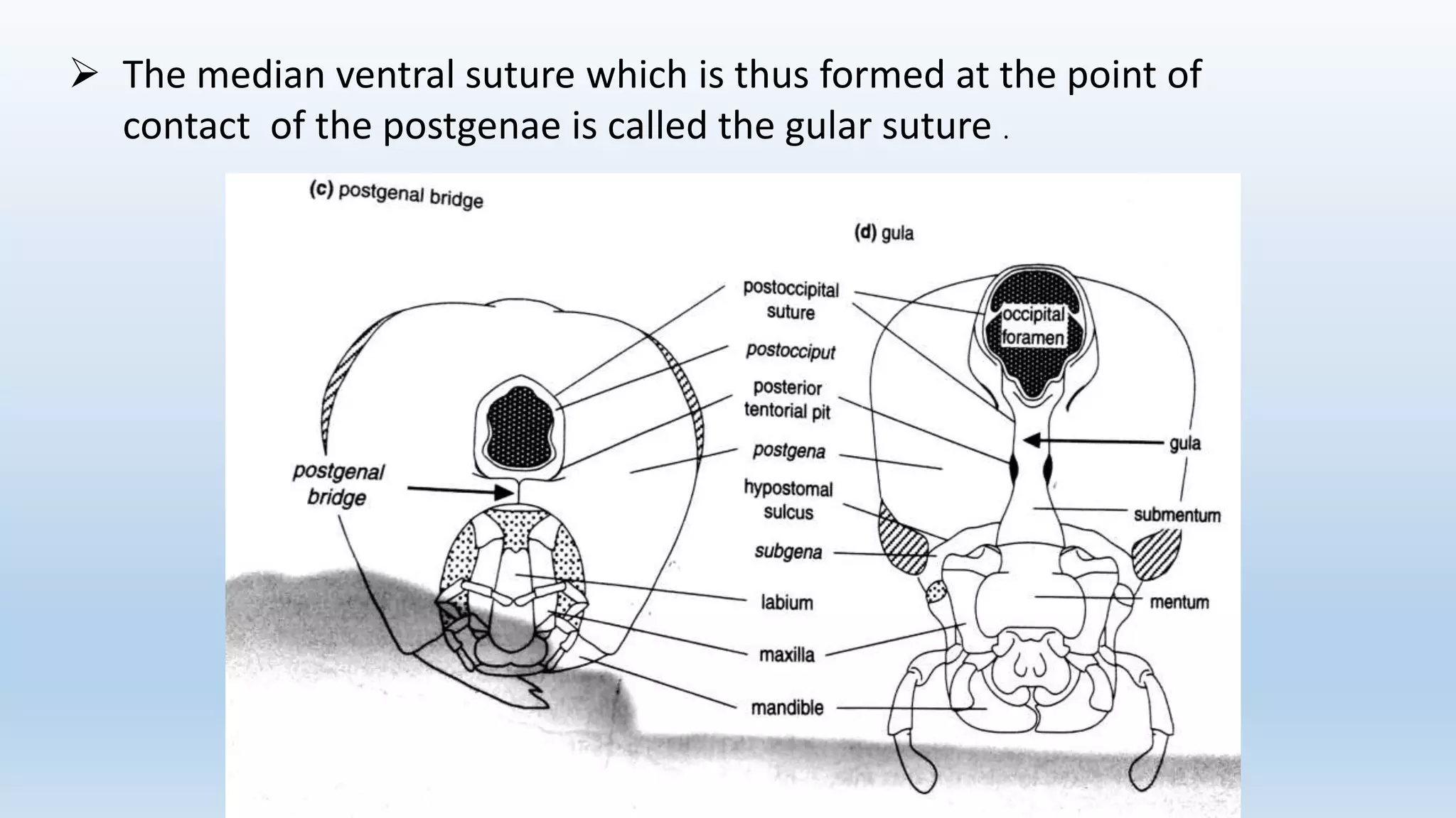 The Insect Head | PPTX