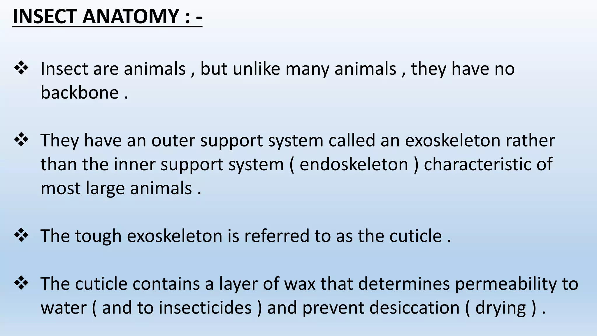 The Insect Head | PPTX
