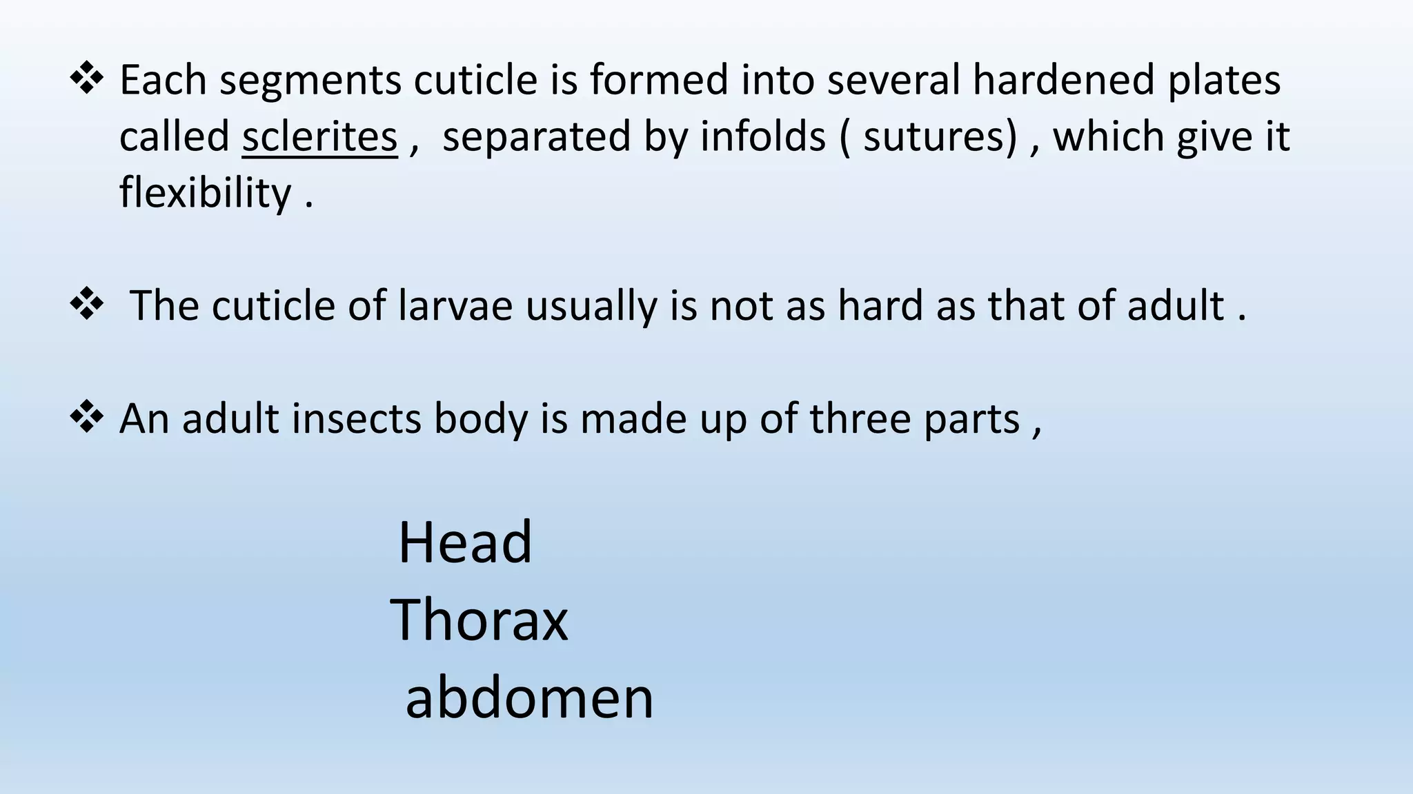 The Insect Head | PPTX
