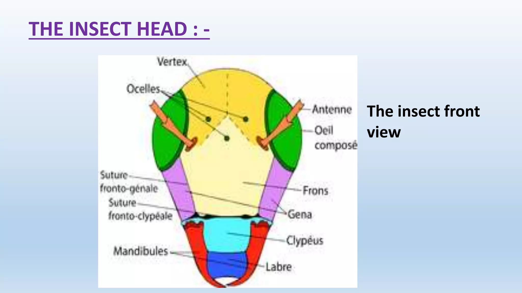 The Insect Head | PPTX