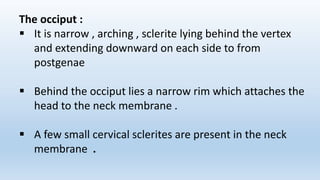 The Insect Head | PPTX