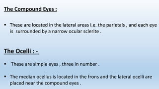 The Insect Head | PPTX