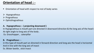 The Insect Head | PPTX