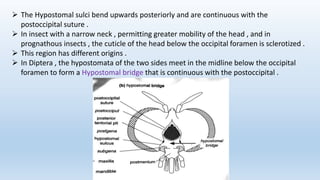 The Insect Head | PPTX