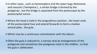 The Insect Head | PPTX