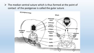 The Insect Head | PPTX