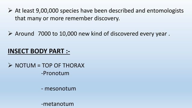 The Insect Head | PPTX