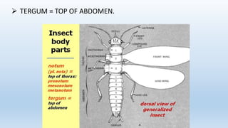 The Insect Head | PPTX