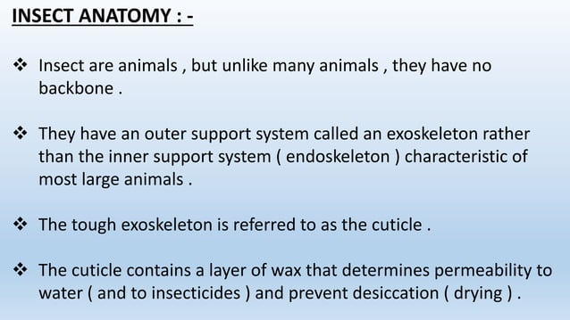 The Insect Head | PPTX