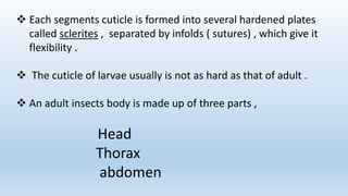 The Insect Head | PPTX