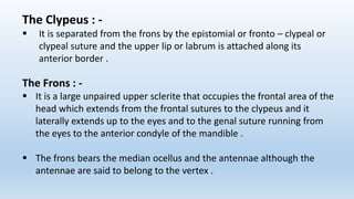 The Insect Head | PPTX