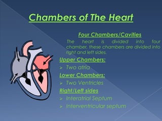 The Heart | PPT