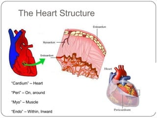 The heart | PPT | Heart and Cardiovascular Diseases | Diseases and ...