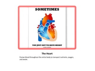 The heart | PPTX