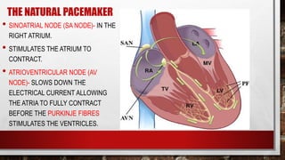 The heart | PPT