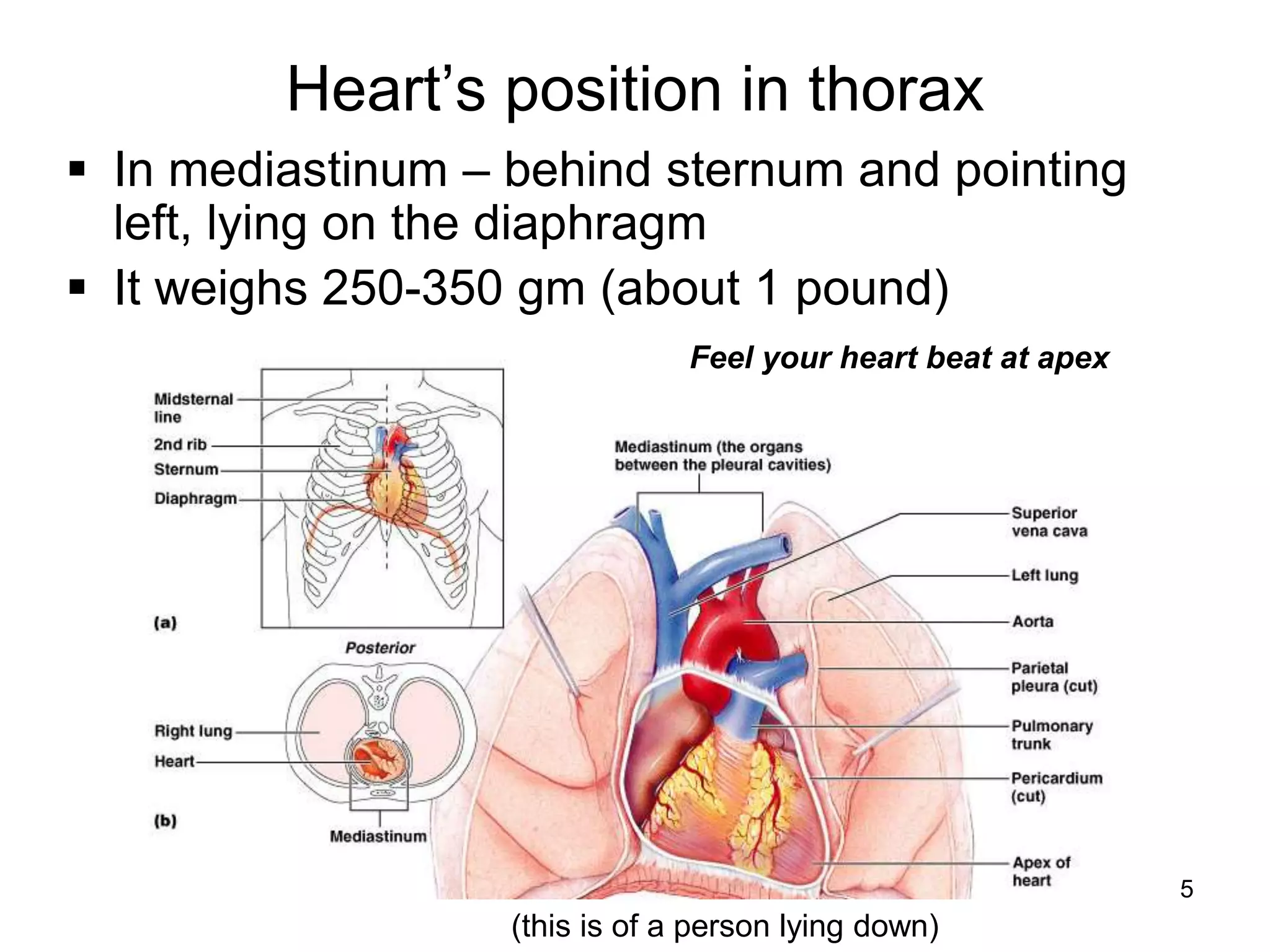 The Heart.ppt