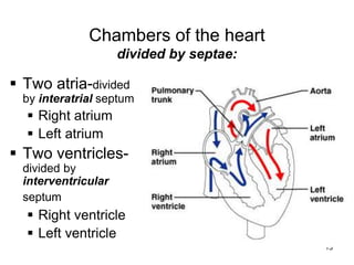 The Heart.ppt