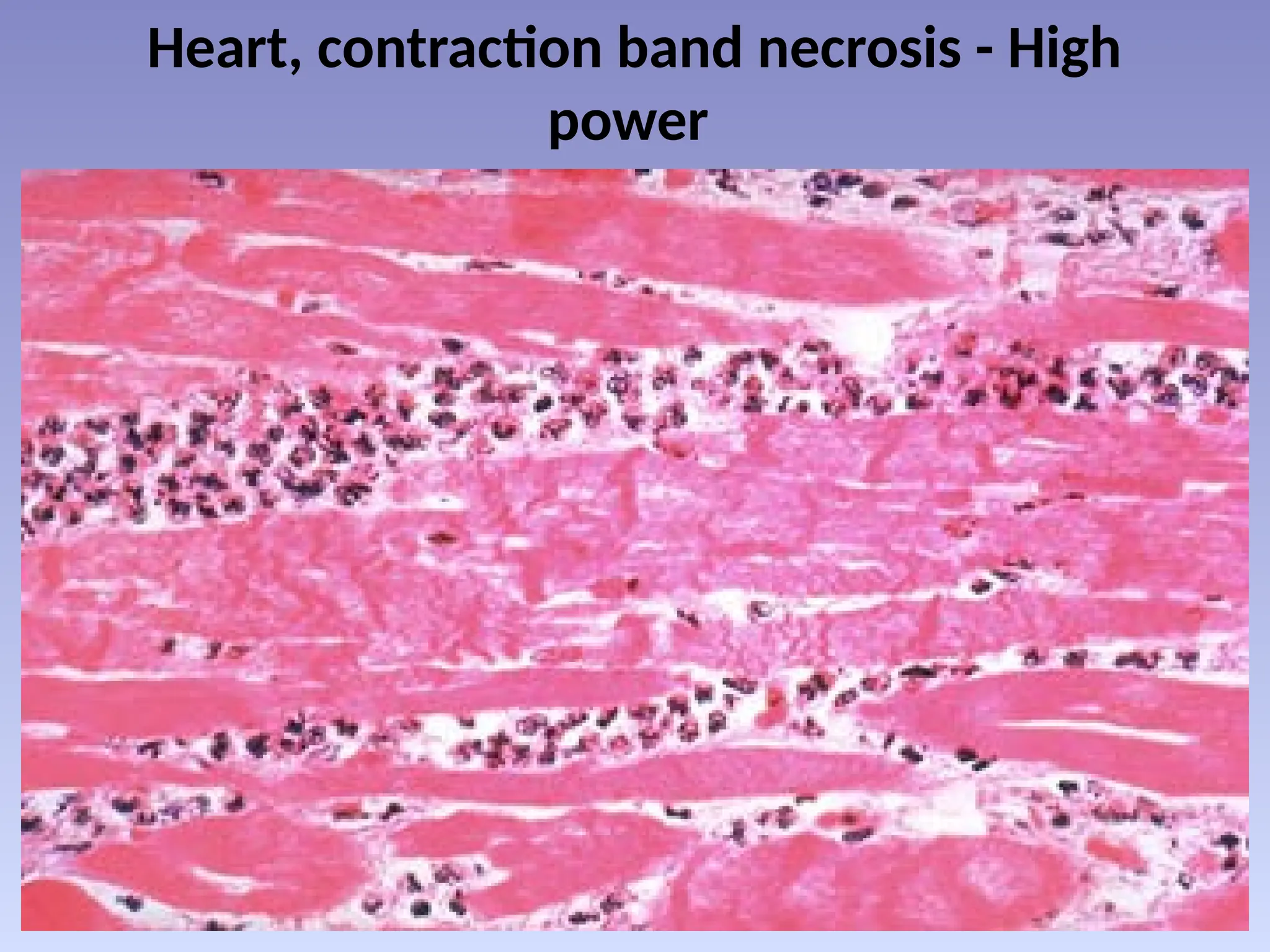 THE HEART function and its physiological pathway | PPTX