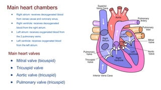 THE HEART 🫀medical presentation.pptx... | PPTX