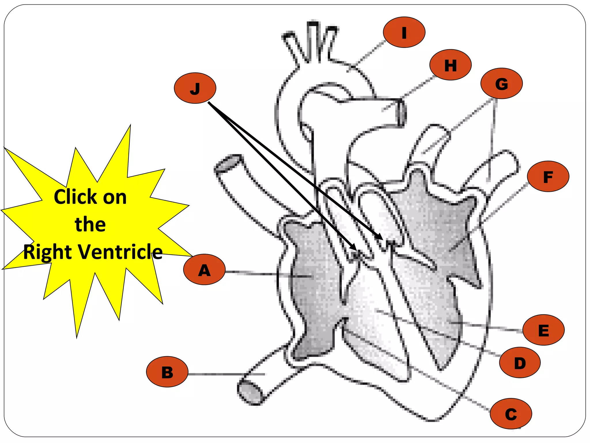 The heart conduction system | PPT