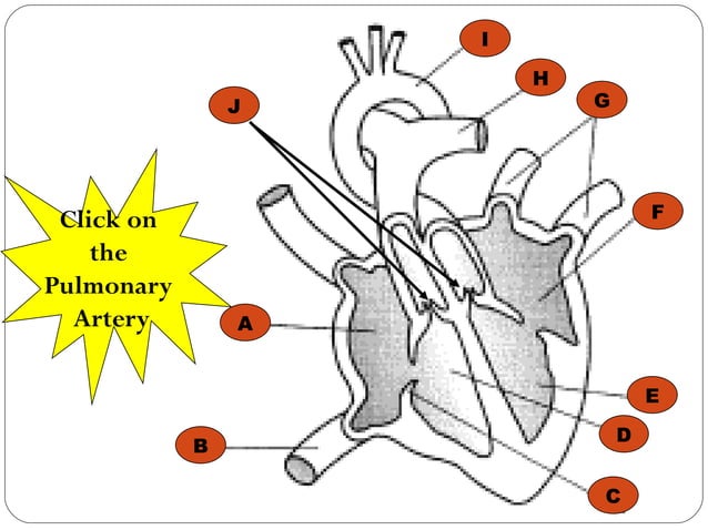 The heart conduction system | PPT