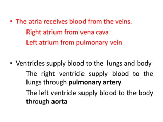 THE HEART - TRANSPORT SYSTEM IN MAMMALS (HUMANS).pdf