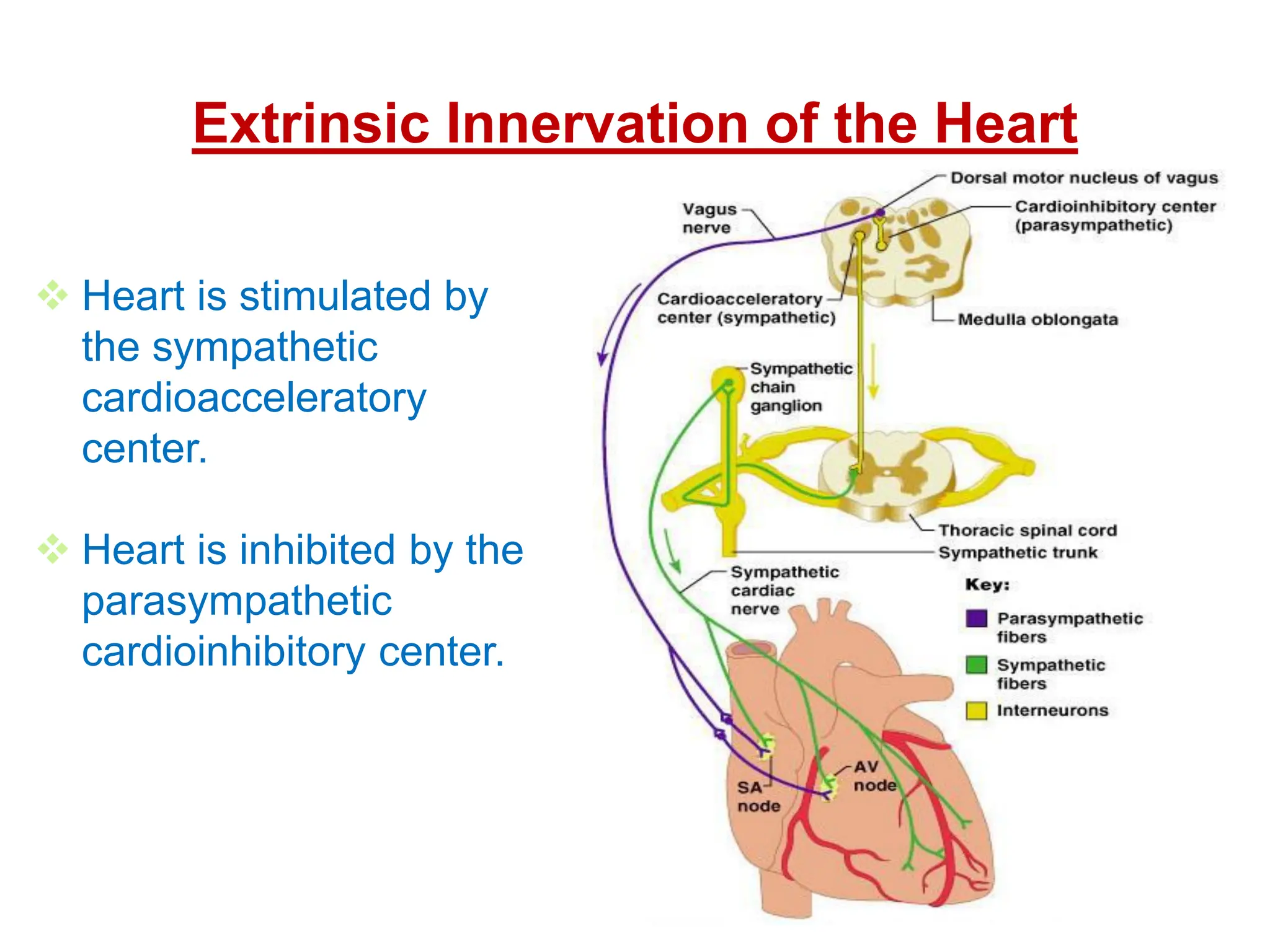 The_Heart__anatomy and physiology AHscience | PDF