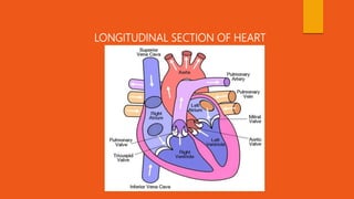 THE HEART | PPTX