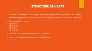 THE HEART | PPTX